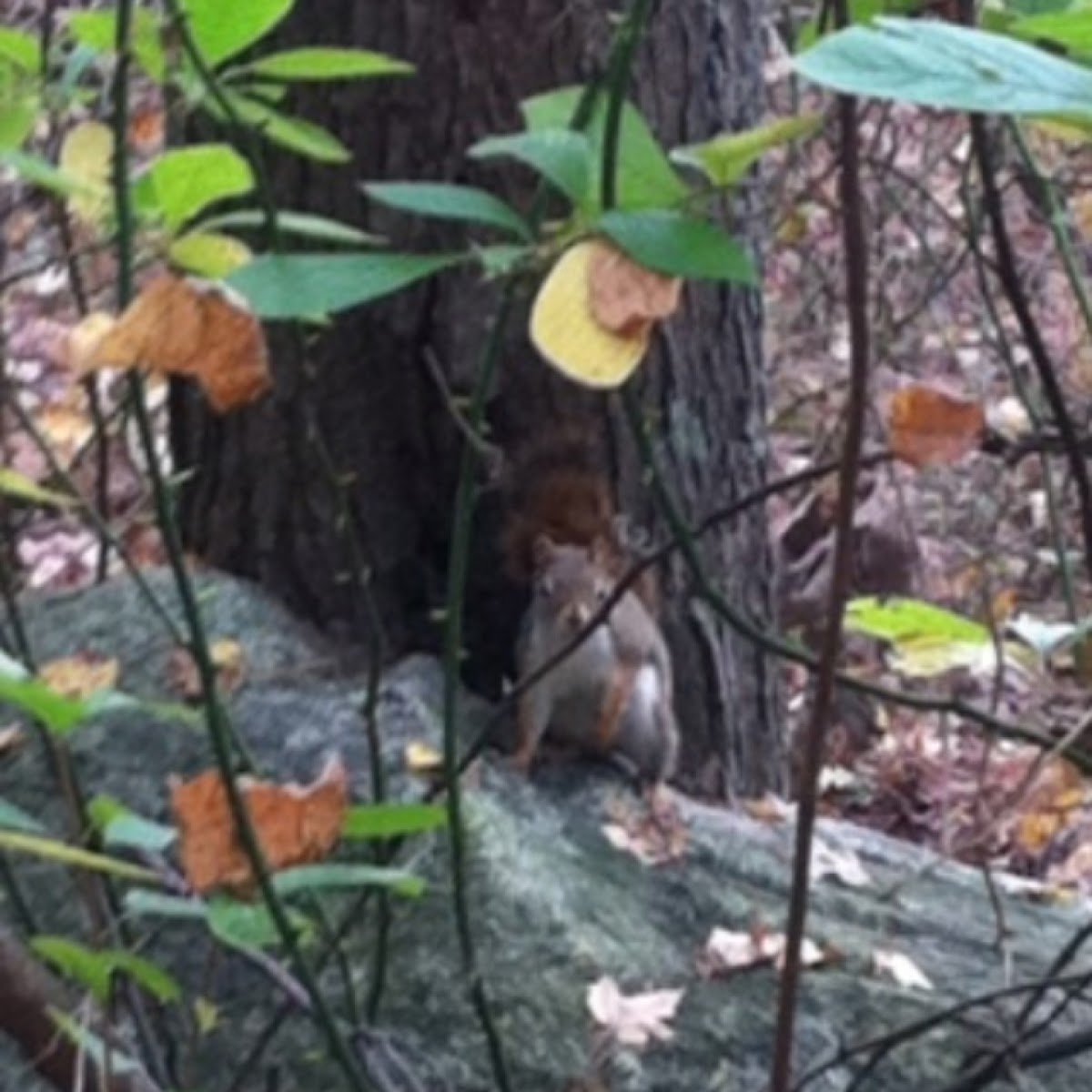 Red Squirrel | Project Noah