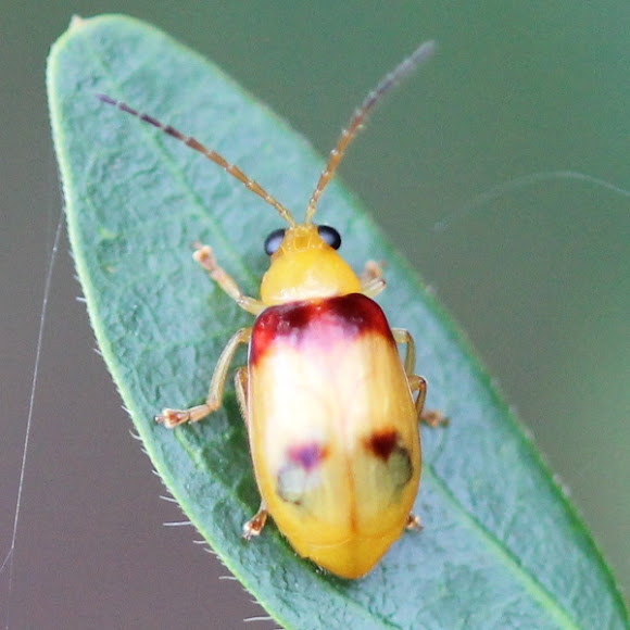 Red-shouldered Leaf Beetle | Project Noah