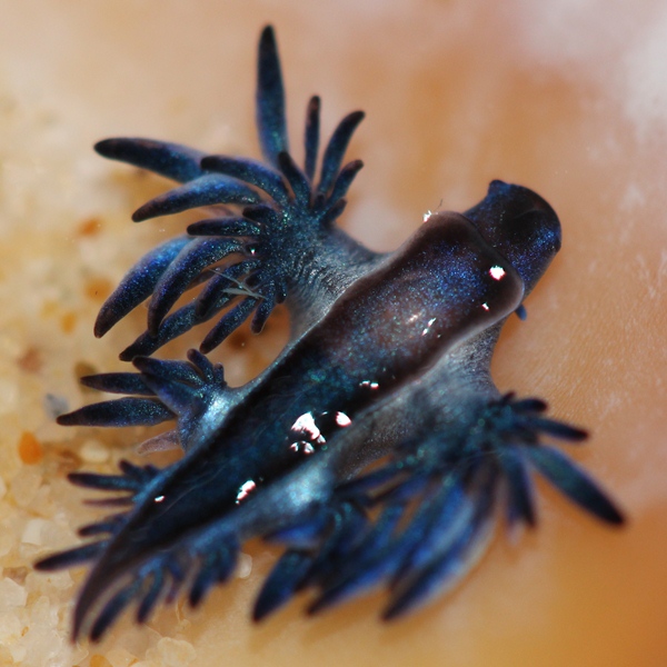 Blue Sea Slug | Project Noah