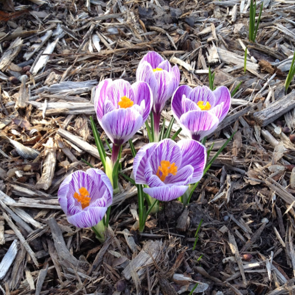 Crocus | Project Noah