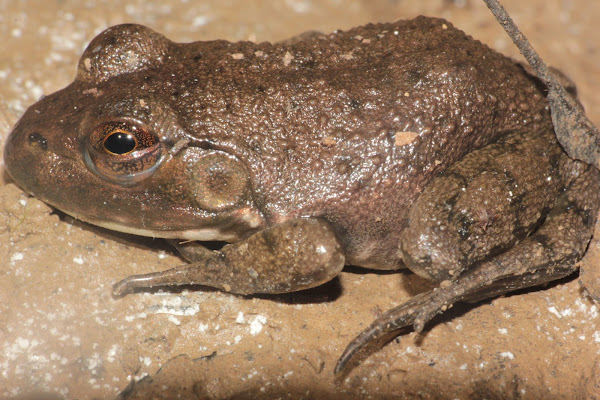 American Bullfrog | Project Noah