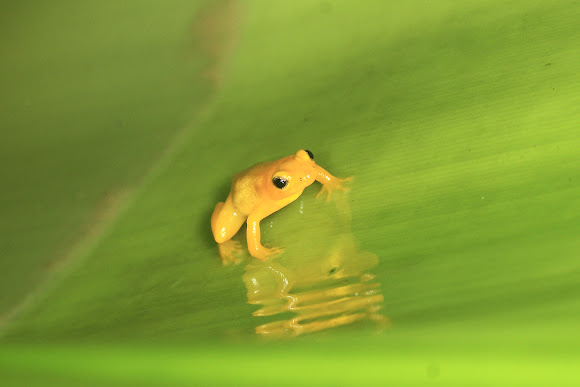 Golden Poison Dart Frog | Project Noah