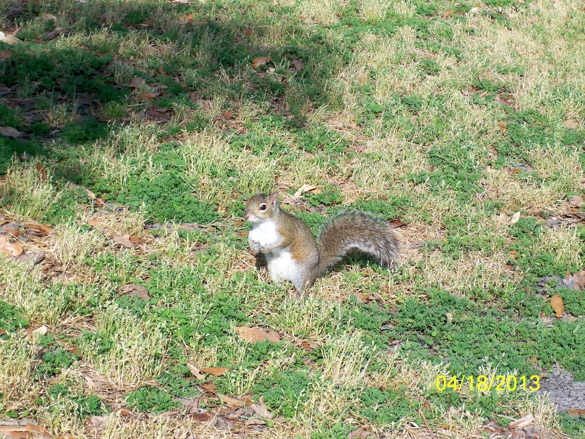 Eastern Gray Squirrel | Project Noah