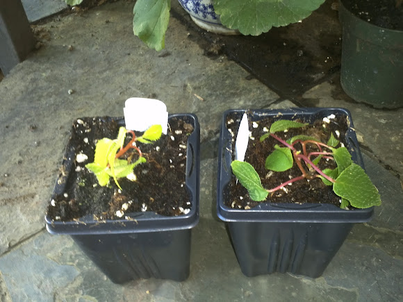 Hardy Artic Kiwi Vines - Antinidia - Anna (Female) & Meader (Male ...
