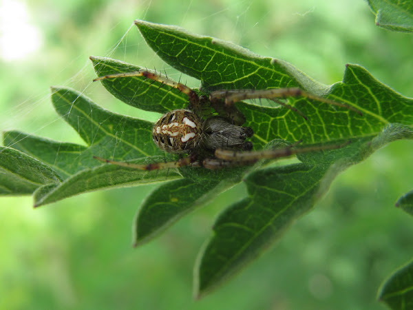 Arabesque Orbweaver | Project Noah