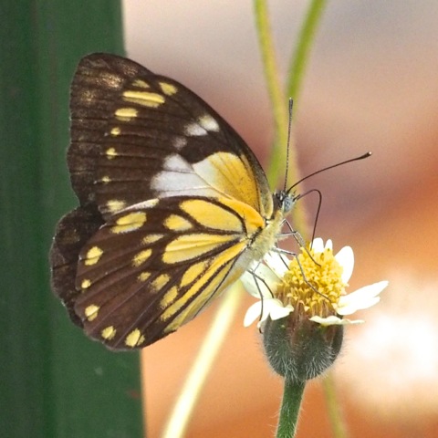 African Common White | Project Noah