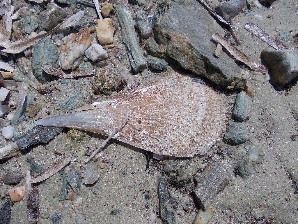 Rough Penshell (Πίννα) | Project Noah