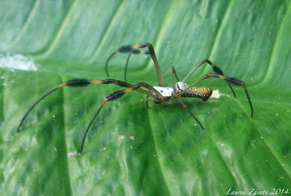 Nephila Spider | Project Noah