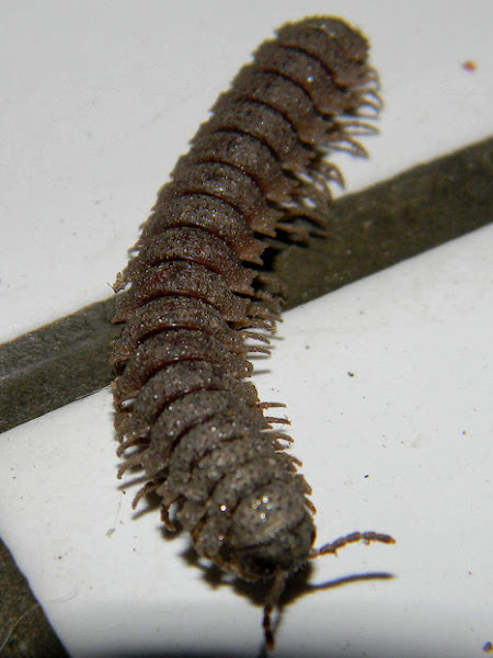 tractor millipede | Project Noah