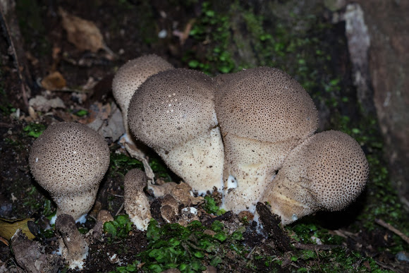 Puffball fungi | Project Noah