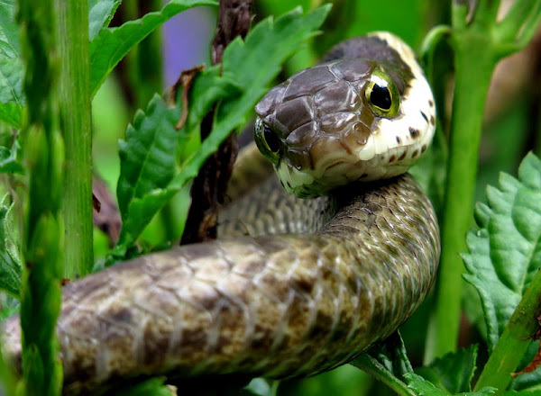 Boomslang (female) | Project Noah