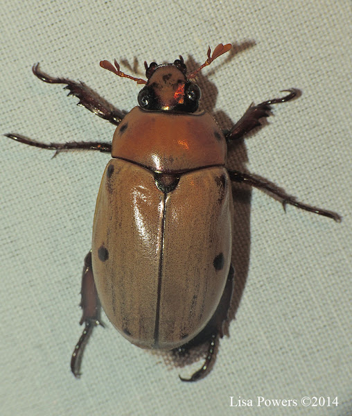 Grapevine Beetle | Project Noah