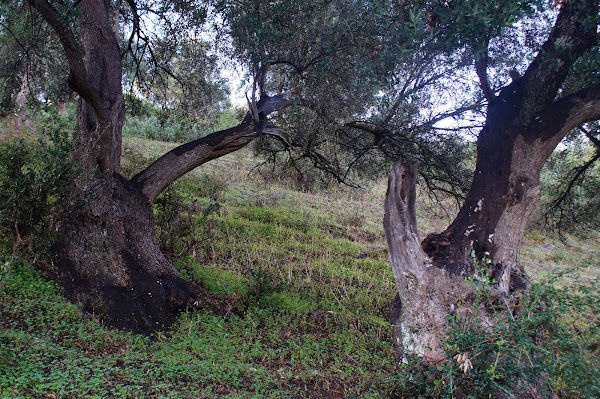 Olive tree | Project Noah