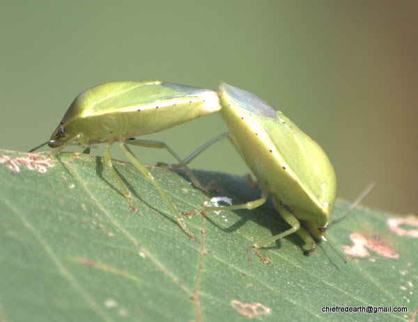 Green Stink Bug | Project Noah