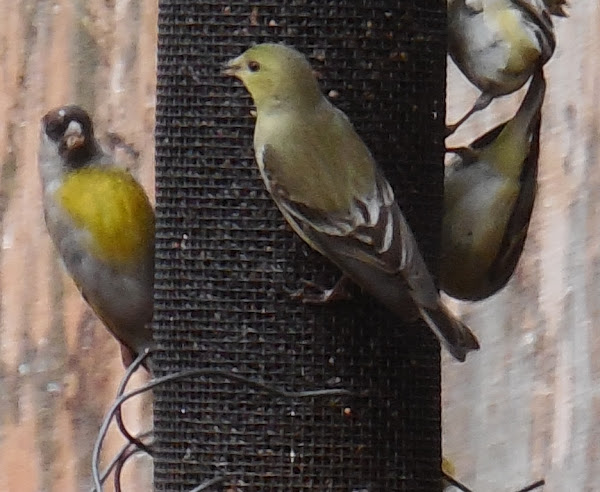 Lawrence's Goldfinch | Project Noah