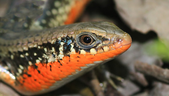 Bronze Grass Skink | Project Noah