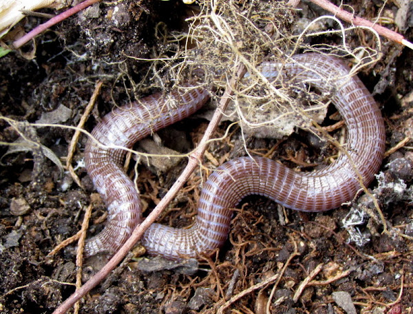 Iberian worm lizard | Project Noah