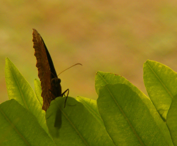 Common Palmfly | Project Noah