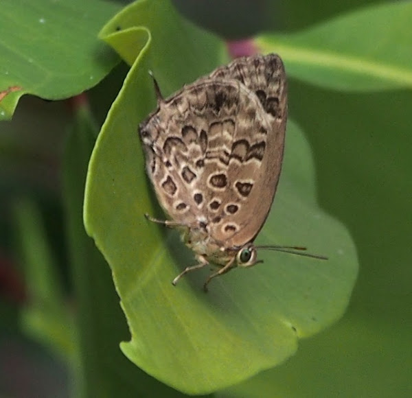 Oakblue butterfly | Project Noah