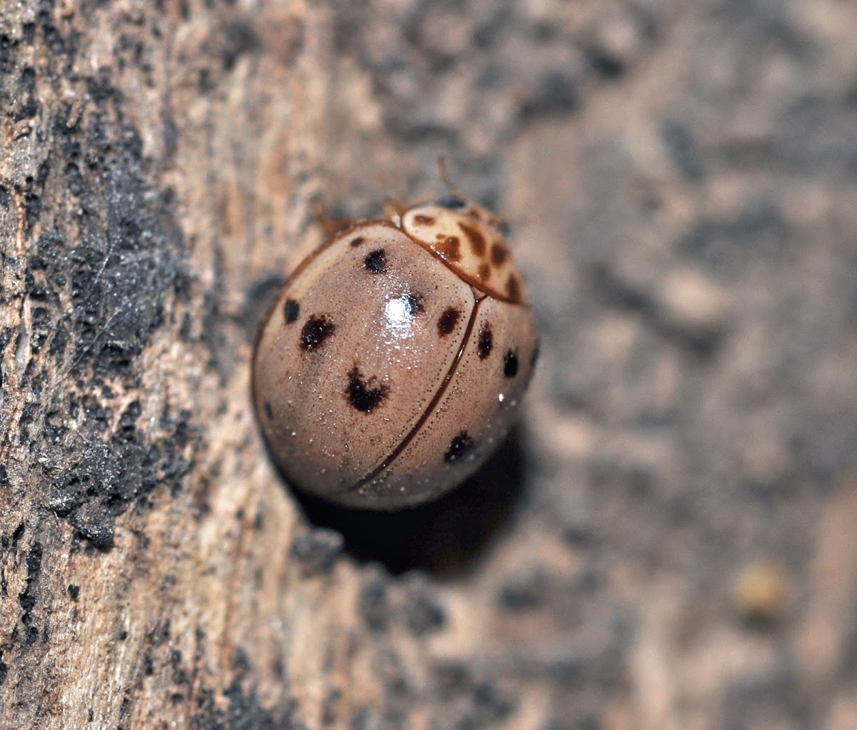 Ashy-gray Lady Beetle | Project Noah