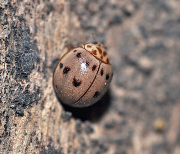 Ashy-gray Lady Beetle | Project Noah