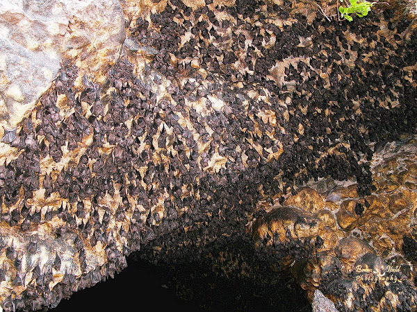 Geoffroy's Rousette | Project Noah