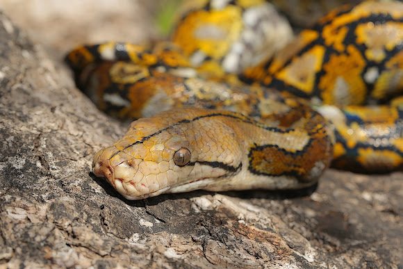 Reticulated Python | Project Noah