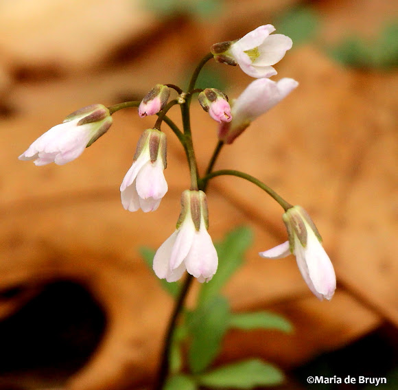 Slender toothwort | Project Noah