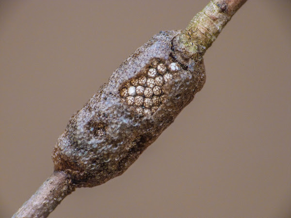 Eastern tent caterpillar moth (egg mass) | Project Noah