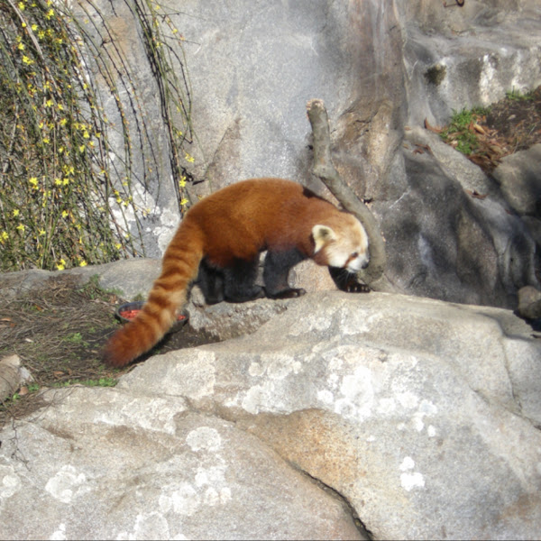 Red panda | Project Noah