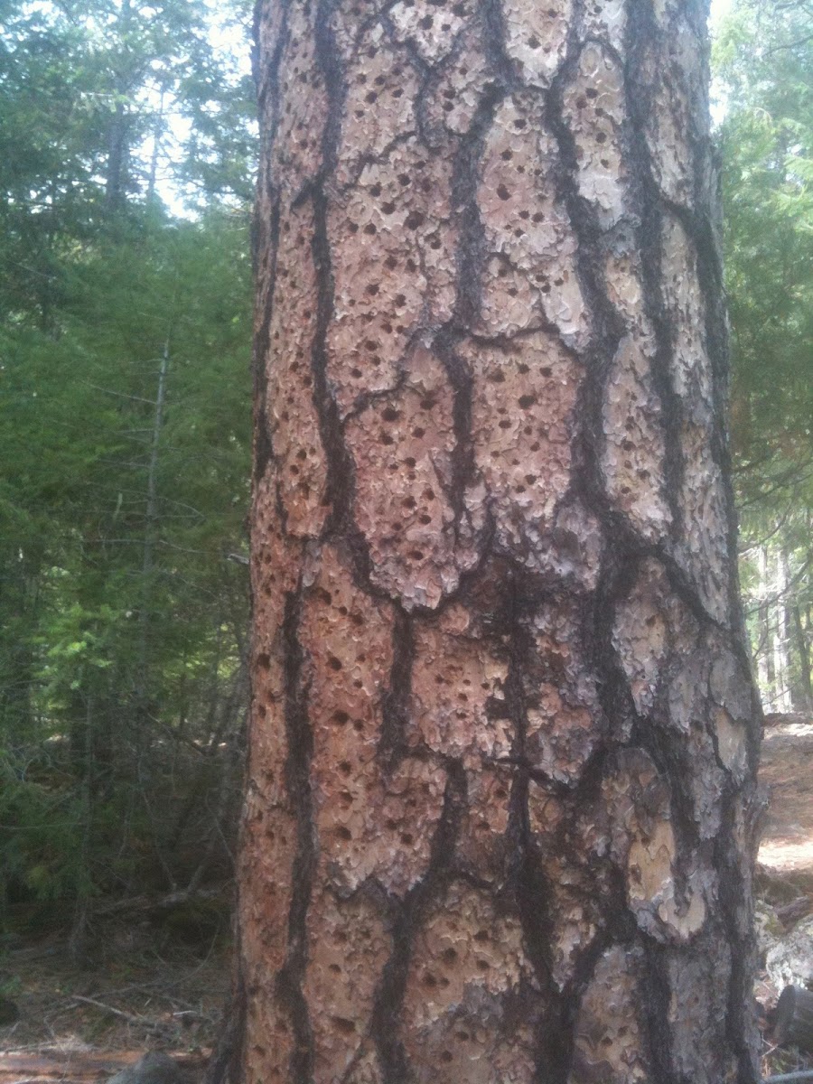 Woodpecker holes / Ponderosa Pine | Project Noah