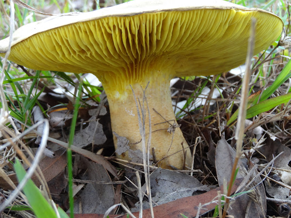 Golden gilled bolete | Project Noah