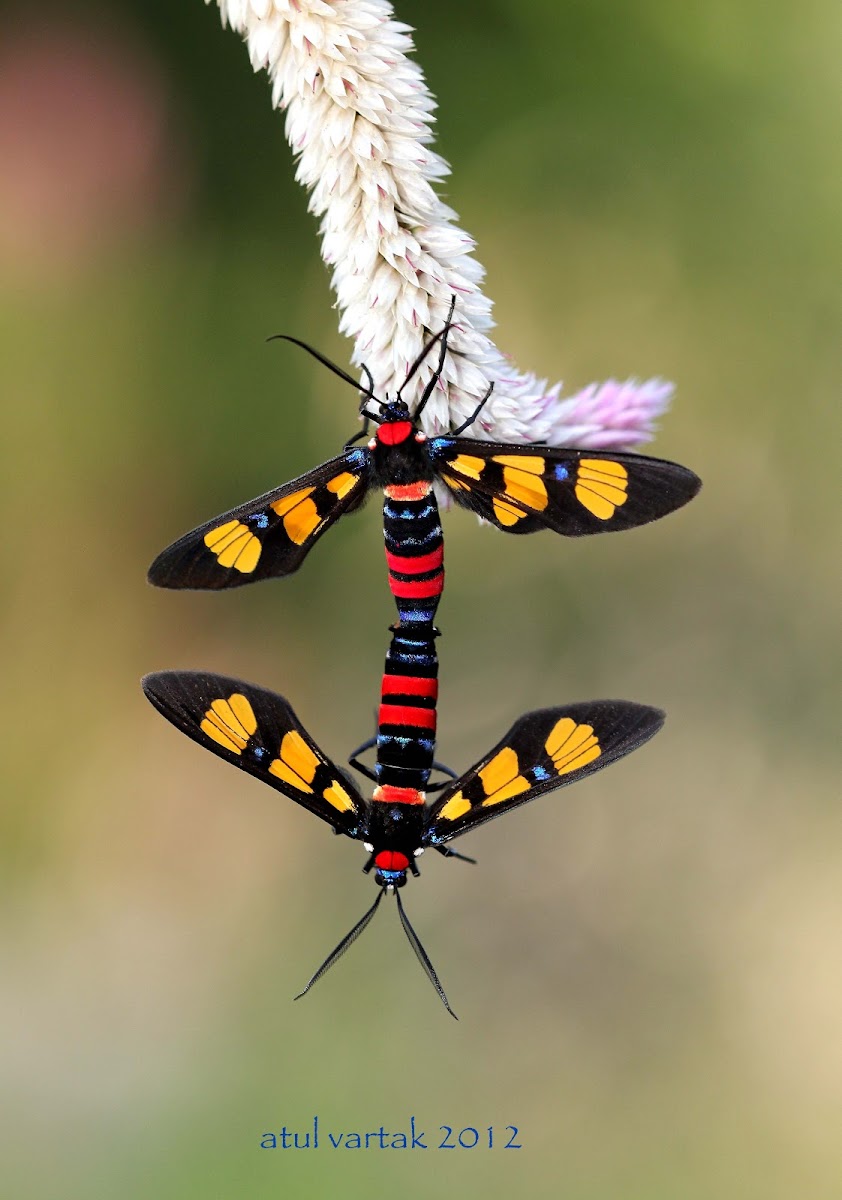 Wasp Moth | Project Noah