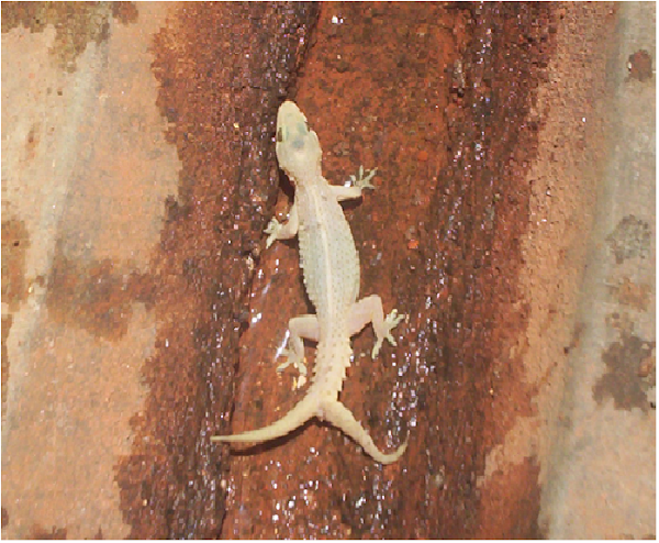 Two Tailed Lizard | Project Noah