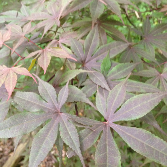 Japanese Maple Tree | Project Noah