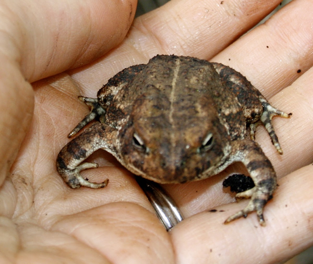 Fowler's Toad, female | Project Noah