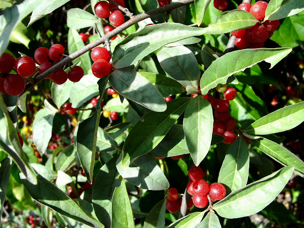 Autumn Olive | Project Noah