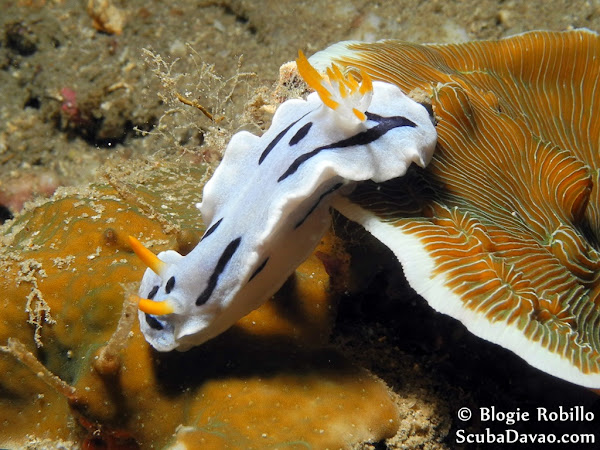 Diana's Chromodoris | Project Noah