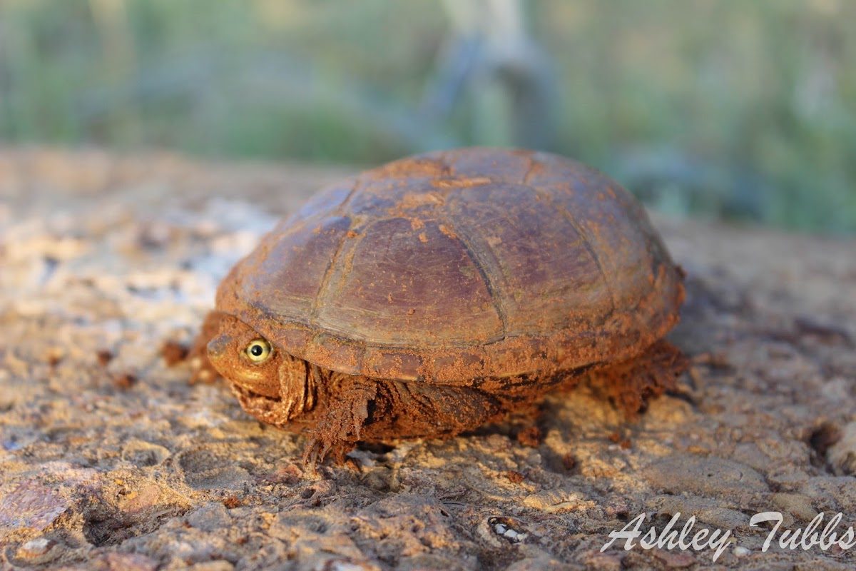 Yellow Mud Turtle | Project Noah