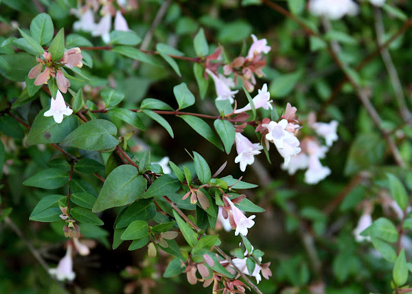 Glossy abelia | Project Noah