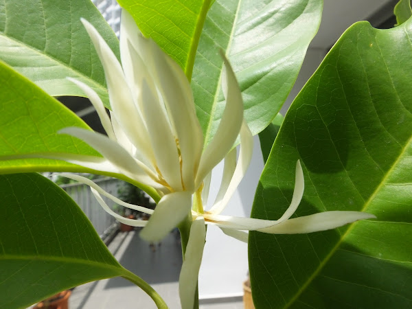 White Chempaka | Project Noah