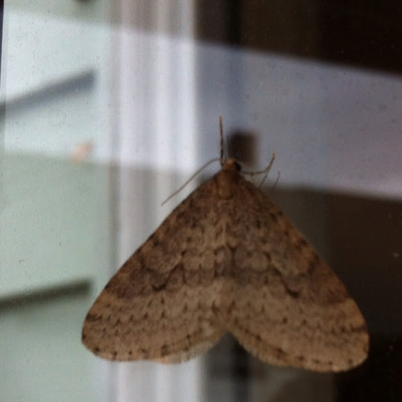 Bruce Spanworm Moth | Project Noah