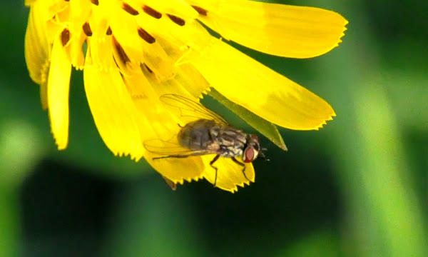 Lesser Housefly | Project Noah