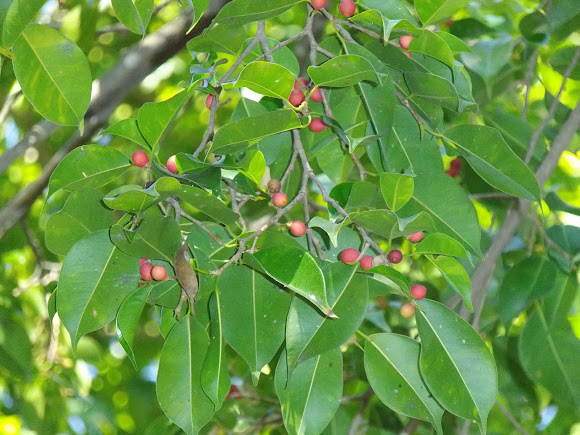 Figo Choro | Project Noah