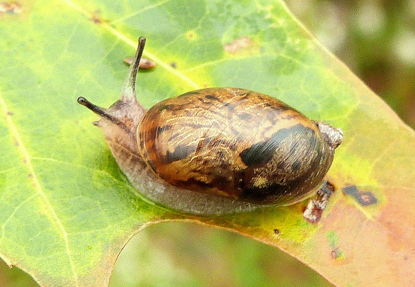 Oval Ambersnail | Project Noah