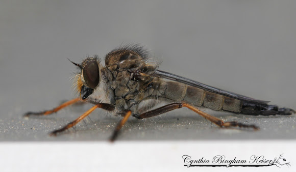 Robber Fly | Project Noah
