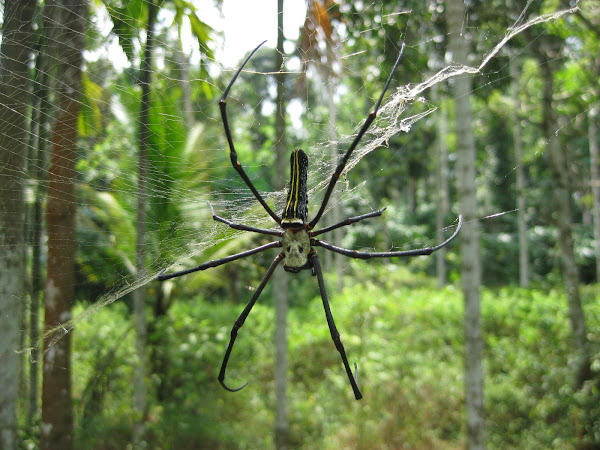 spider | Project Noah