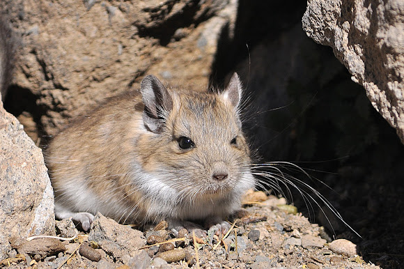 Plains Viscacha Rat | Project Noah
