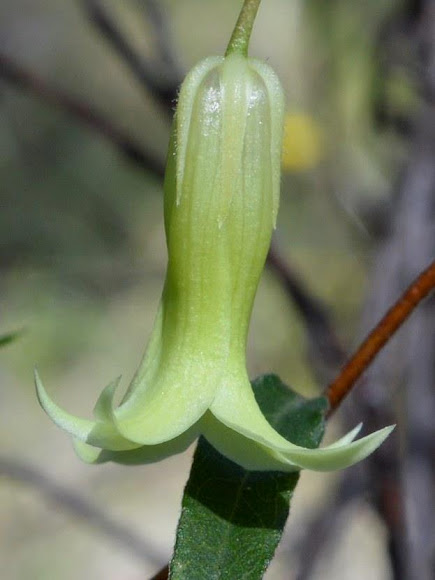 Common Apple-berry | Project Noah