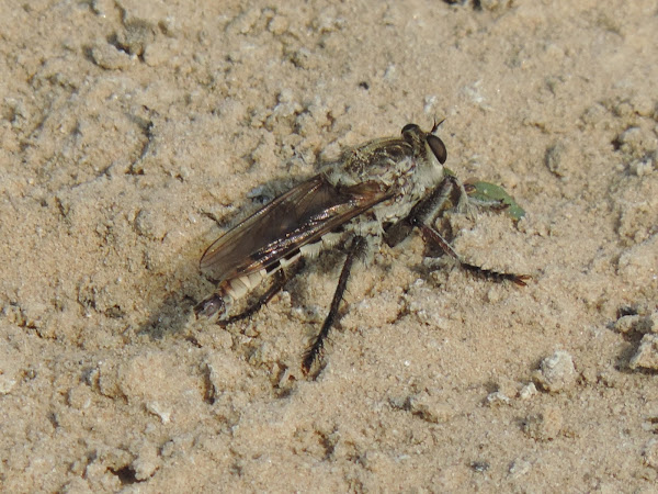 Giant Robber Fly | Project Noah